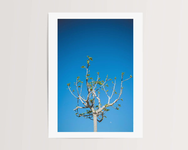FIG TREE . IBIZA CAMPO – Prints of Ibiza