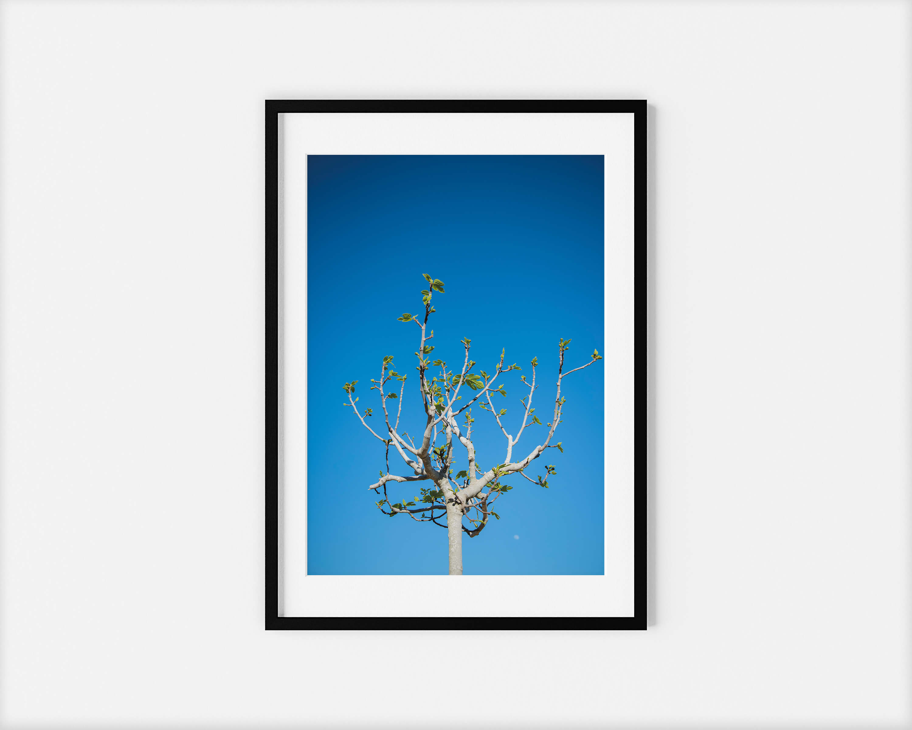 FIG TREE . IBIZA CAMPO – Prints of Ibiza